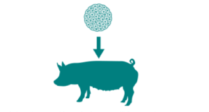 5 Ways Pigs And Humans Are Alike • Farms Not Factories