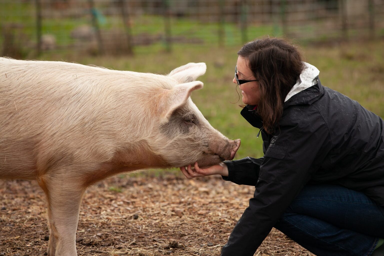 5 Ways Pigs And Humans Are Alike • Farms Not Factories