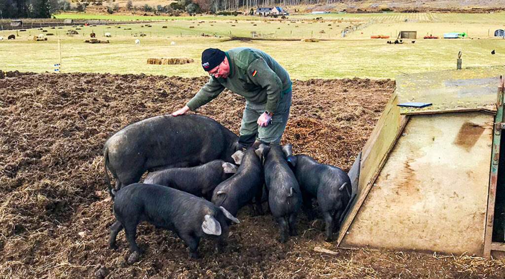 Farm Case Study 20: Tullich Highland Rare Breed Pigs, Invergordon ...