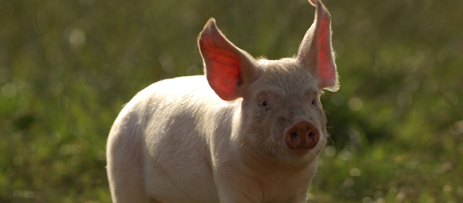 Rooting for Real Farms: Cyrus Todiwala & Giles Eustice (Trevaskis Farm ...