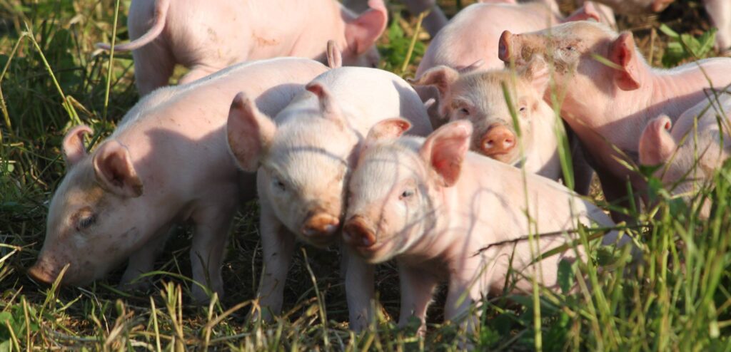 Farm Case Study 8: Lyon's Hill Farm, Dorset • Farms Not Factories