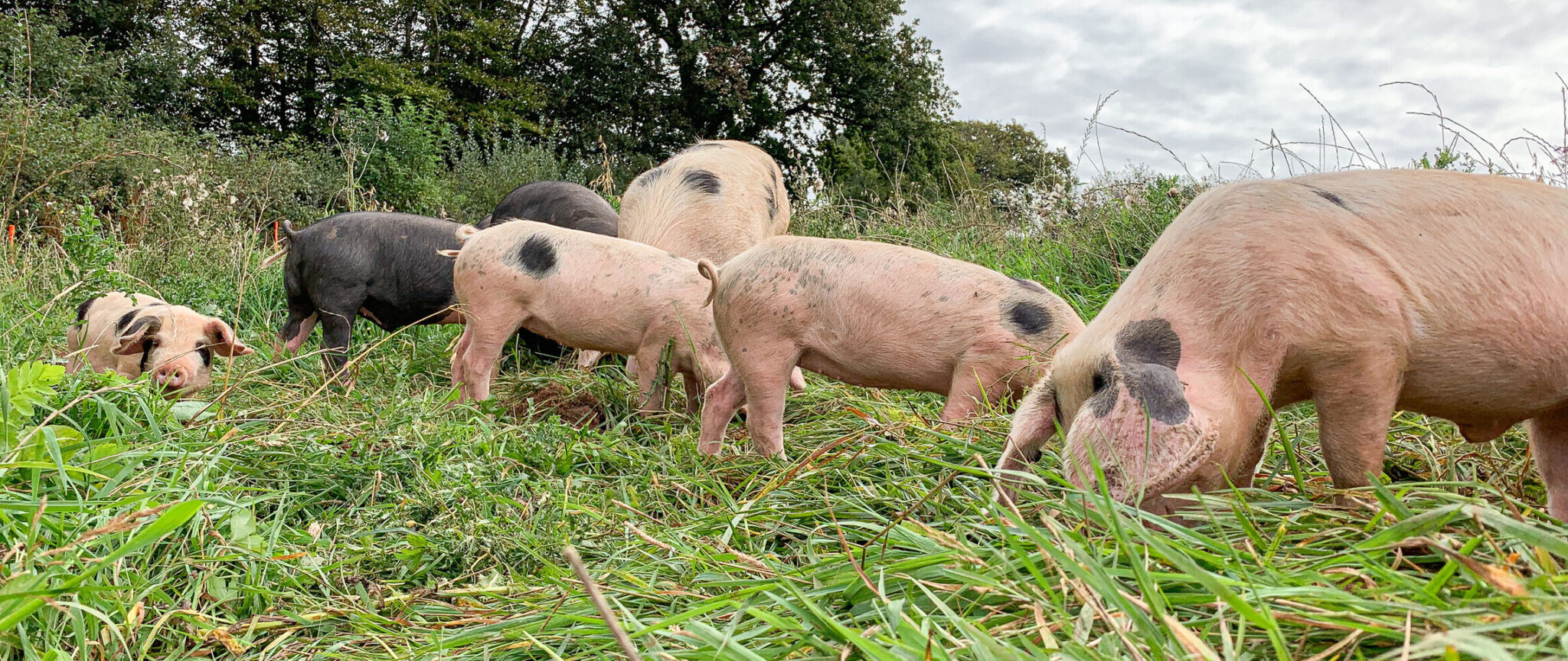 Wise Farmers: Amy Chapple • Farms Not Factories